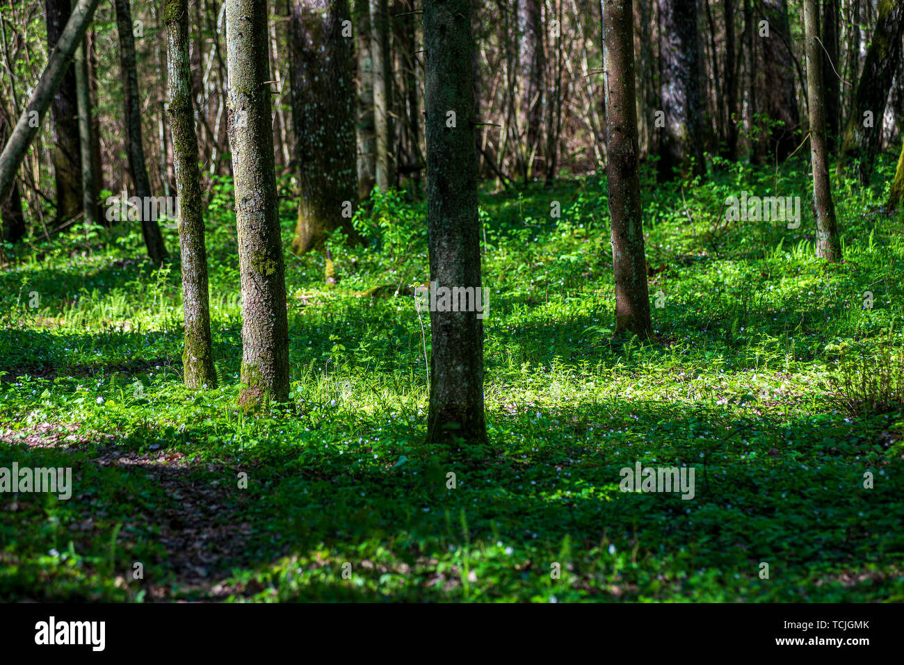 tree trunk texture wall in forest with rhythm pattern under blue sky ...