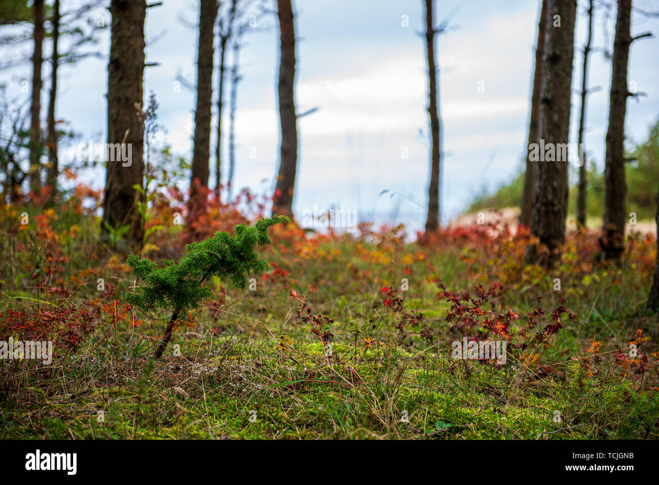 tree trunk texture wall in forest with rhythm pattern under blue sky ...