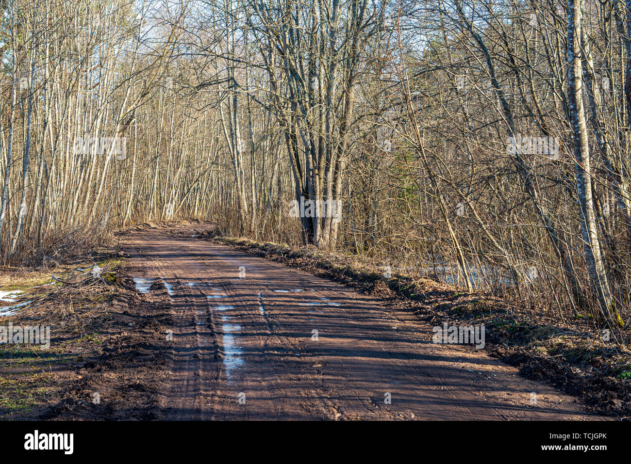 simple countryside dirt road in spring with green foliage and gravel ...