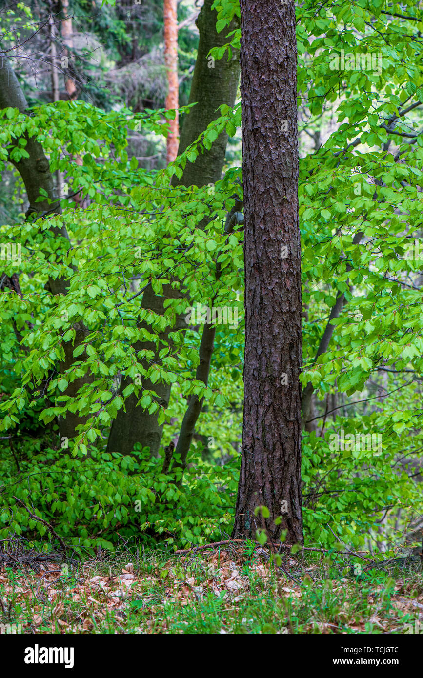 tree trunk texture wall in forest with rhythm pattern under blue sky ...