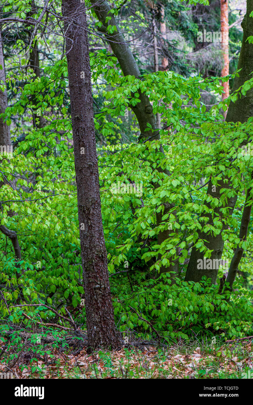 tree trunk texture wall in forest with rhythm pattern under blue sky ...