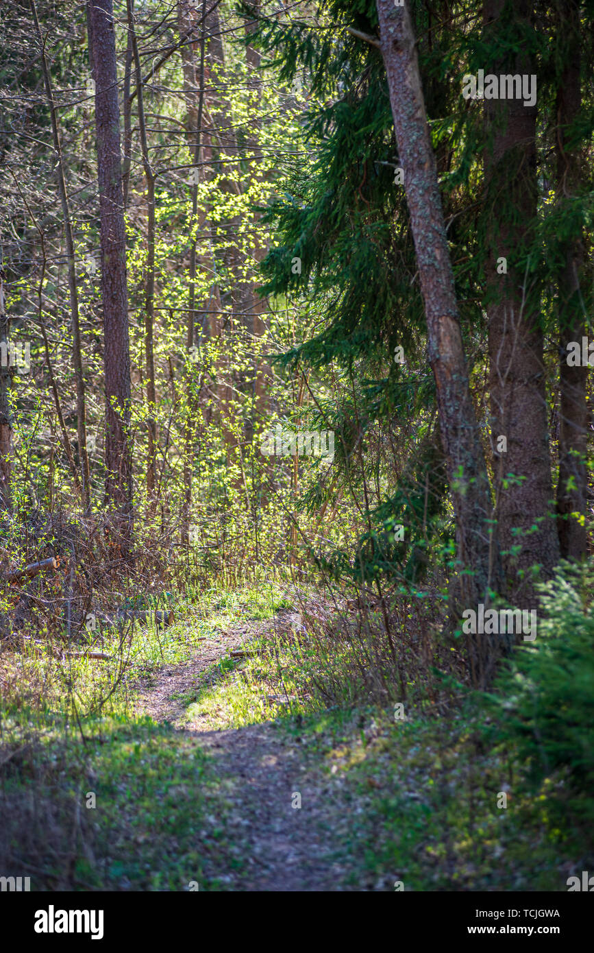 tree trunk texture wall in forest with rhythm pattern under blue sky ...