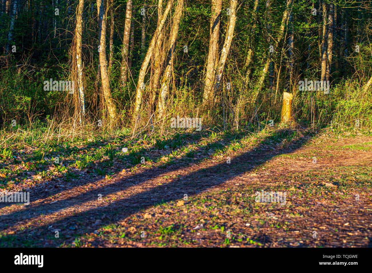 tree trunk texture wall in forest with rhythm pattern under blue sky ...
