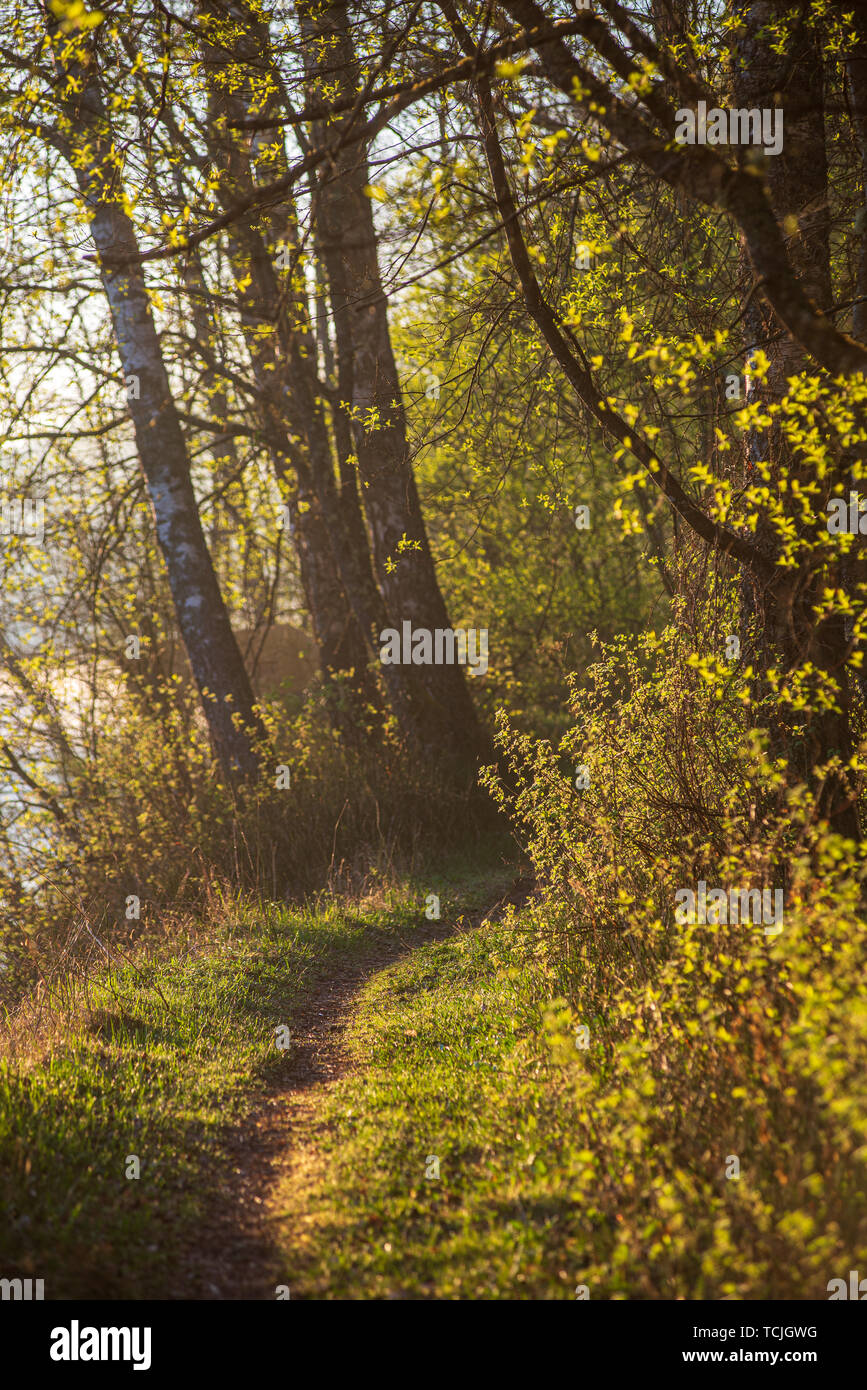 tree trunk texture wall in forest with rhythm pattern under blue sky ...