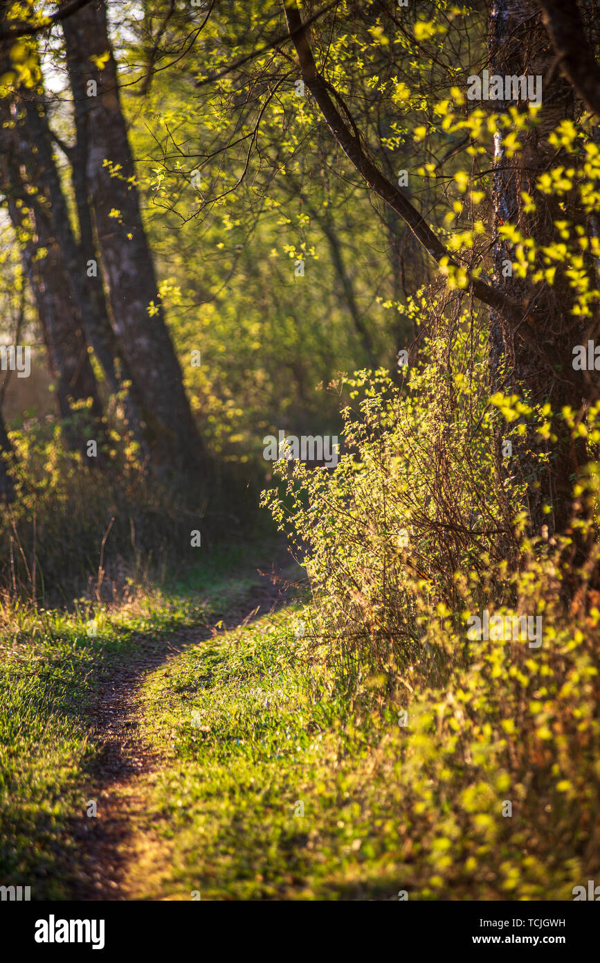 tree trunk texture wall in forest with rhythm pattern under blue sky ...
