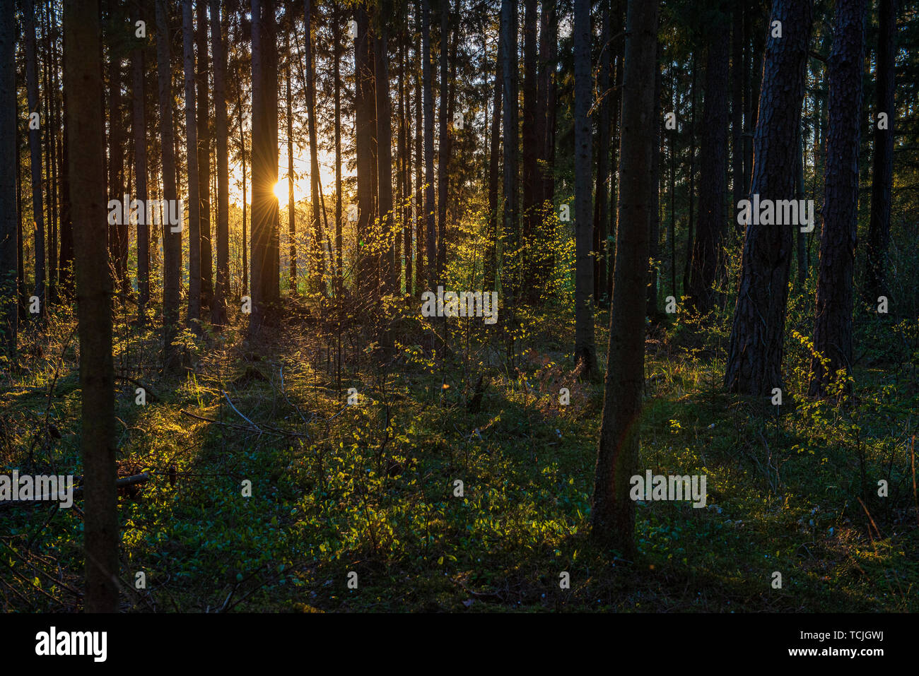 tree trunk texture wall in forest with rhythm pattern under blue sky ...
