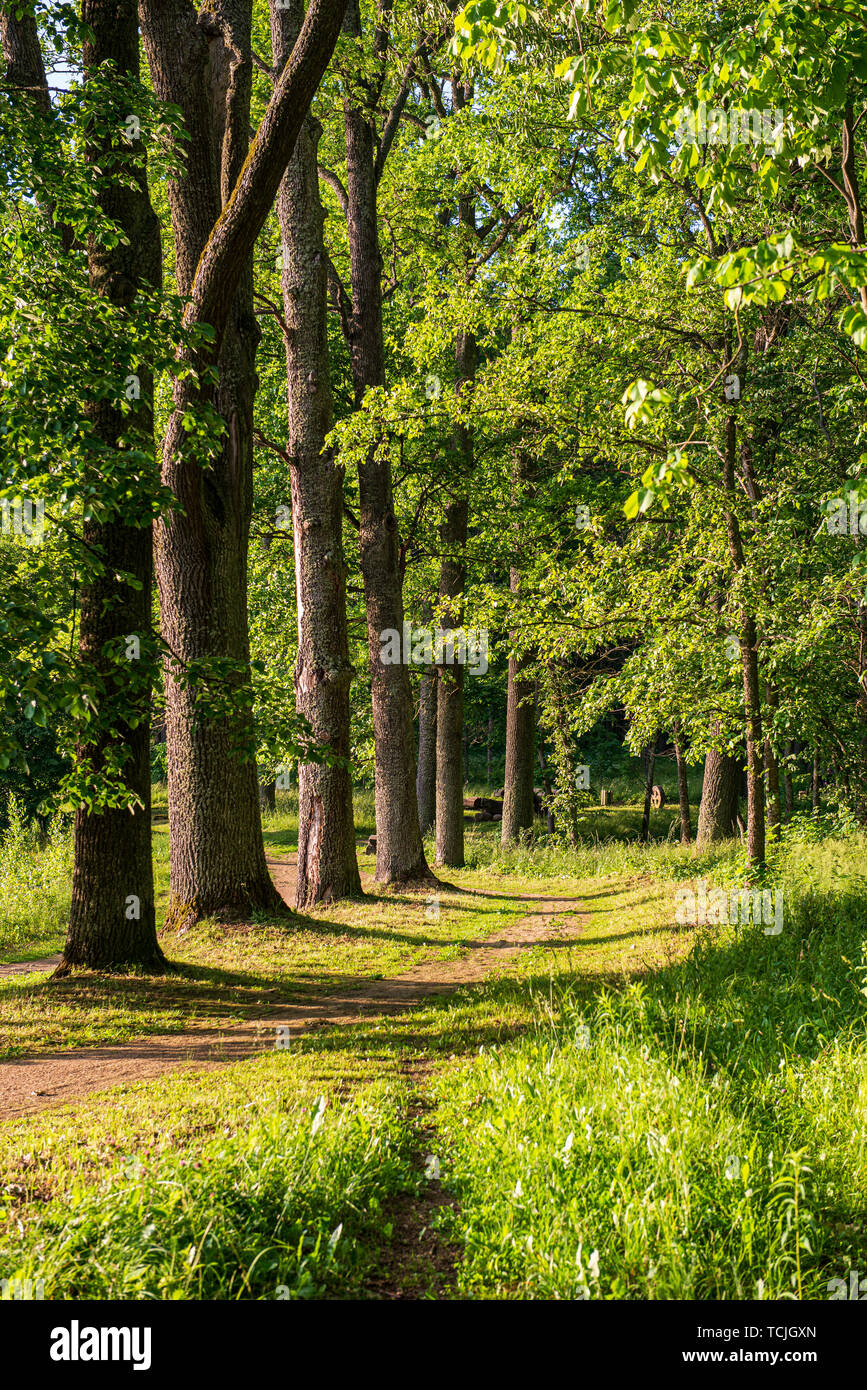tree trunk texture wall in forest with rhythm pattern under blue sky ...