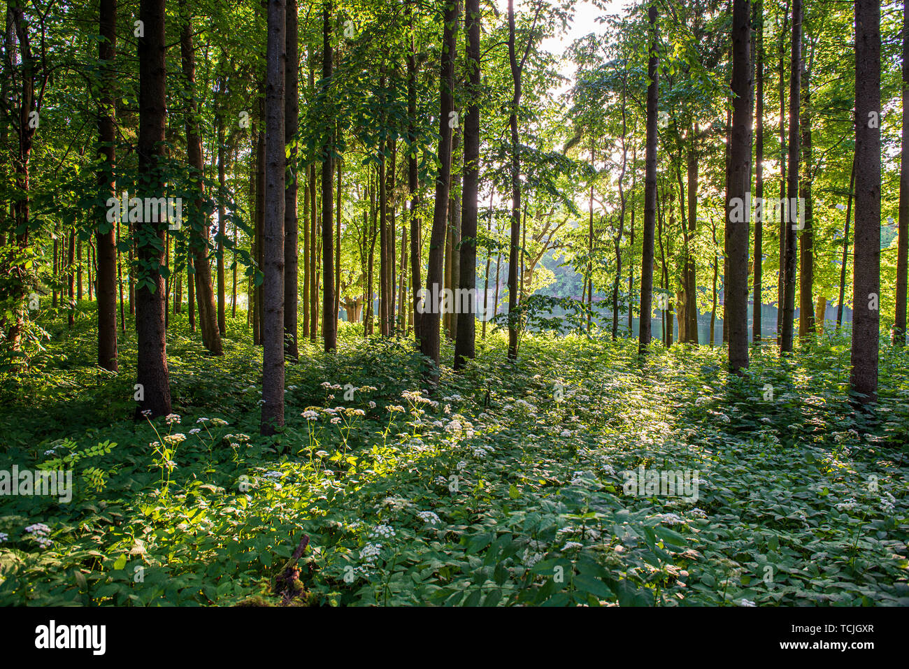tree trunk texture wall in forest with rhythm pattern under blue sky ...
