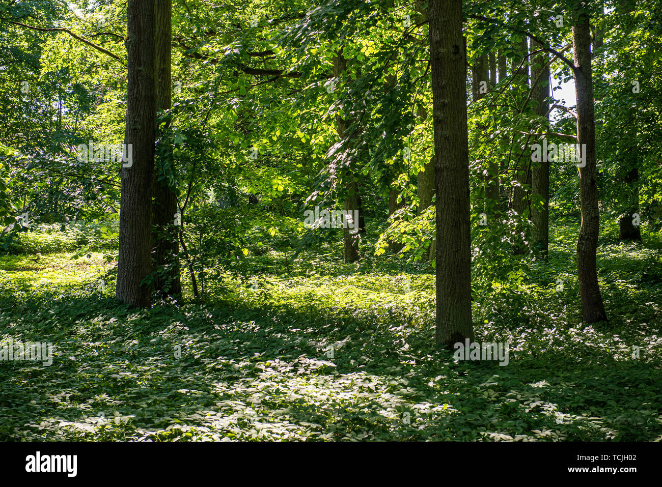 tree trunk texture wall in forest with rhythm pattern under blue sky ...