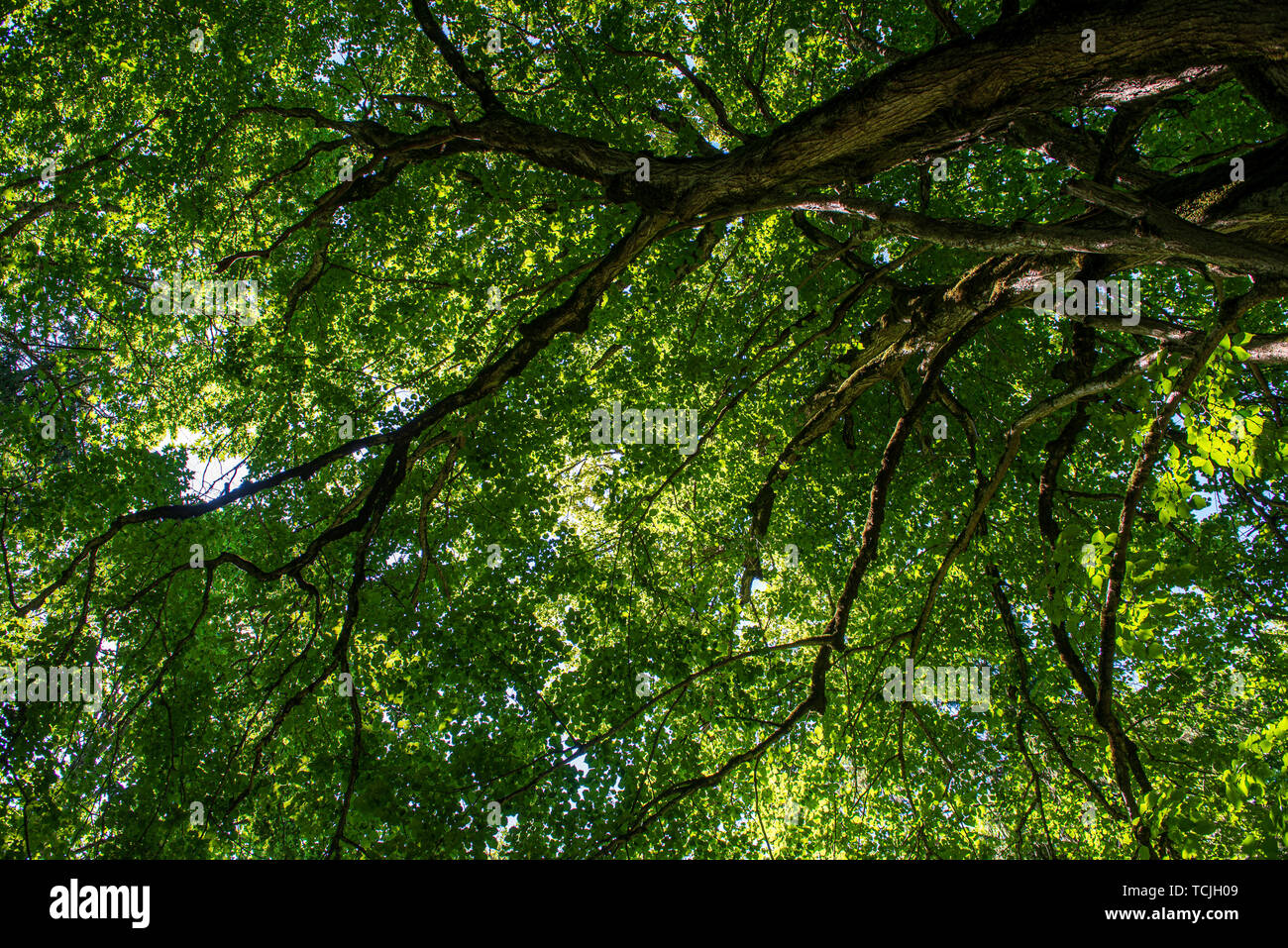tree trunk texture wall in forest with rhythm pattern under blue sky ...