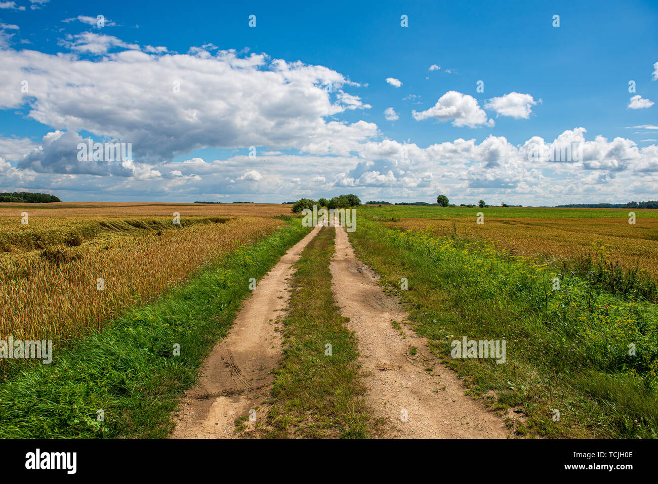 simple countryside dirt road in spring with green foliage and gravel ...