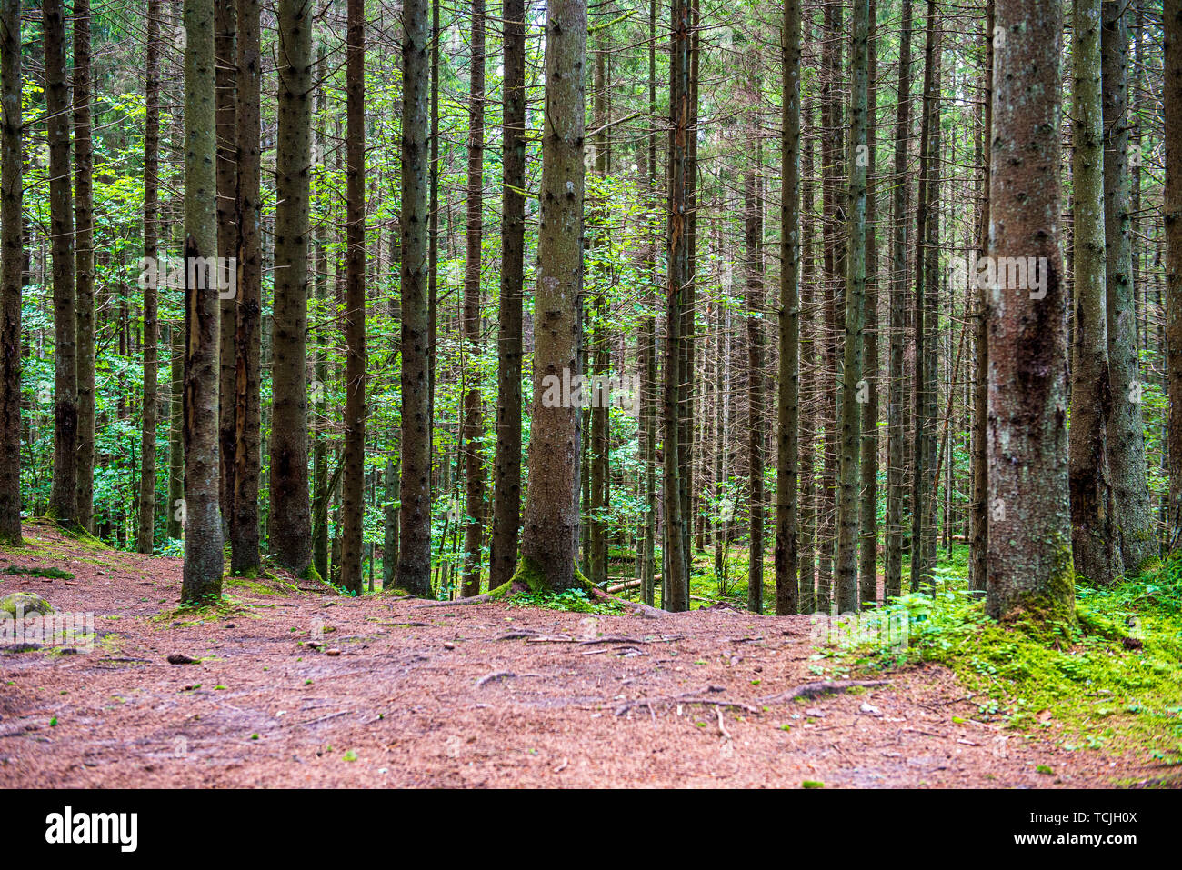 tree trunk texture wall in forest with rhythm pattern under blue sky ...
