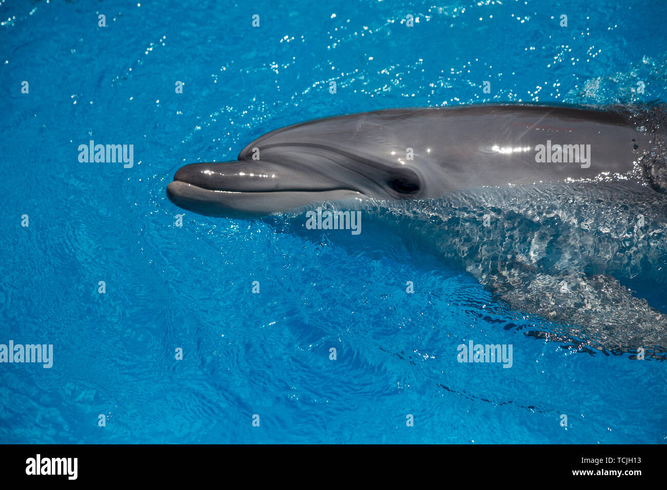 dolphin close up portrait while looking at you while smiling Stock ...