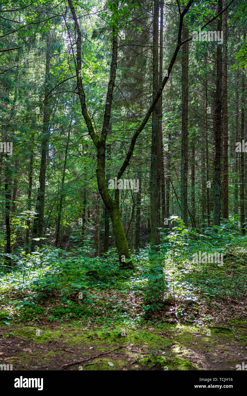 tree trunk texture wall in forest with rhythm pattern under blue sky ...