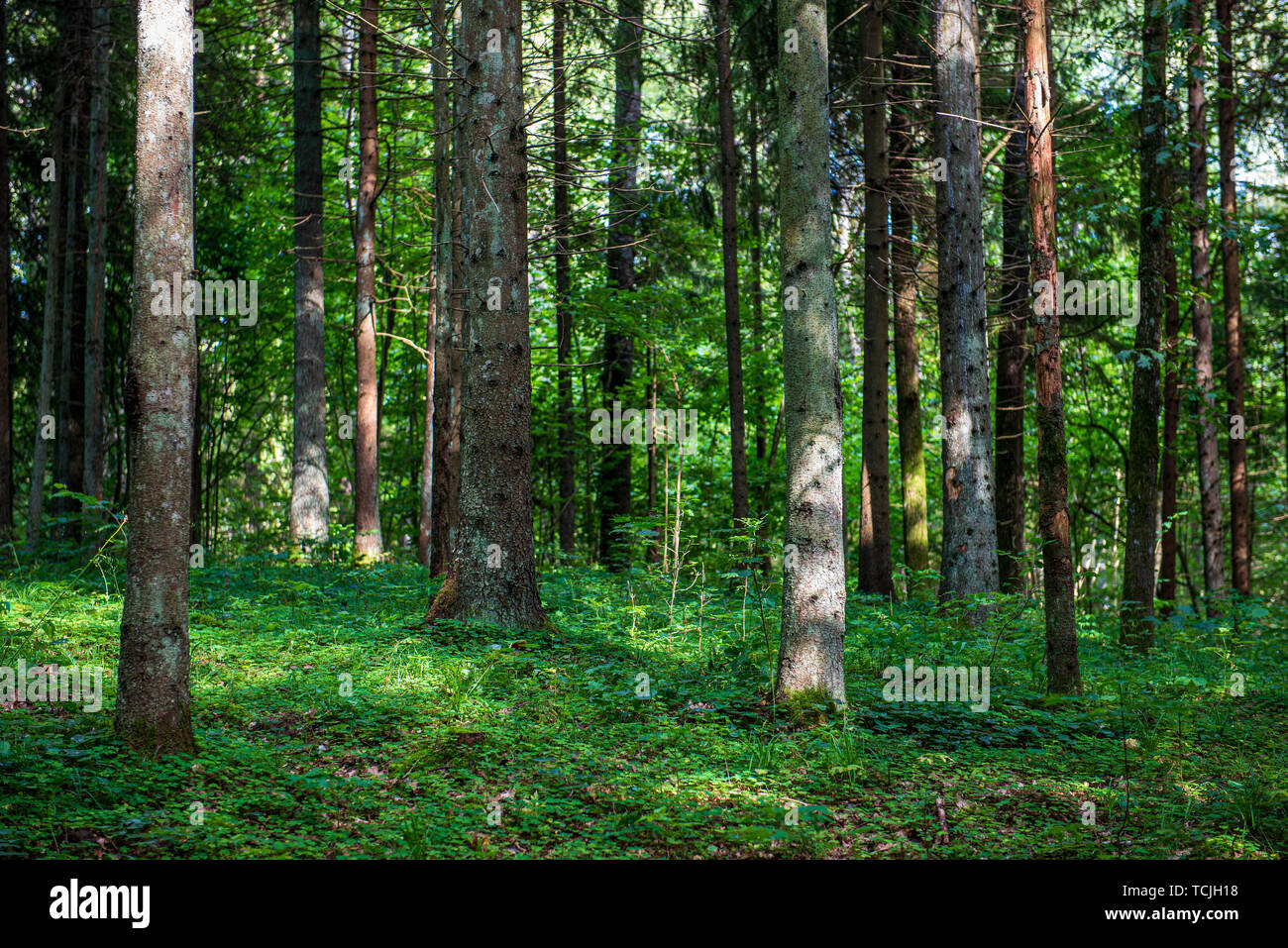 tree trunk texture wall in forest with rhythm pattern under blue sky ...