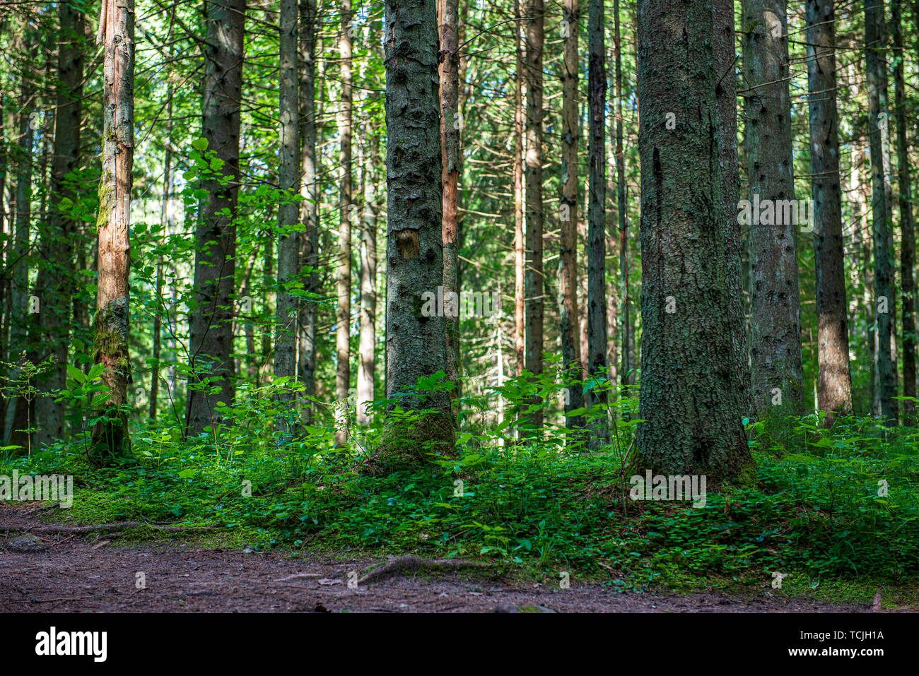 tree trunk texture wall in forest with rhythm pattern under blue sky ...