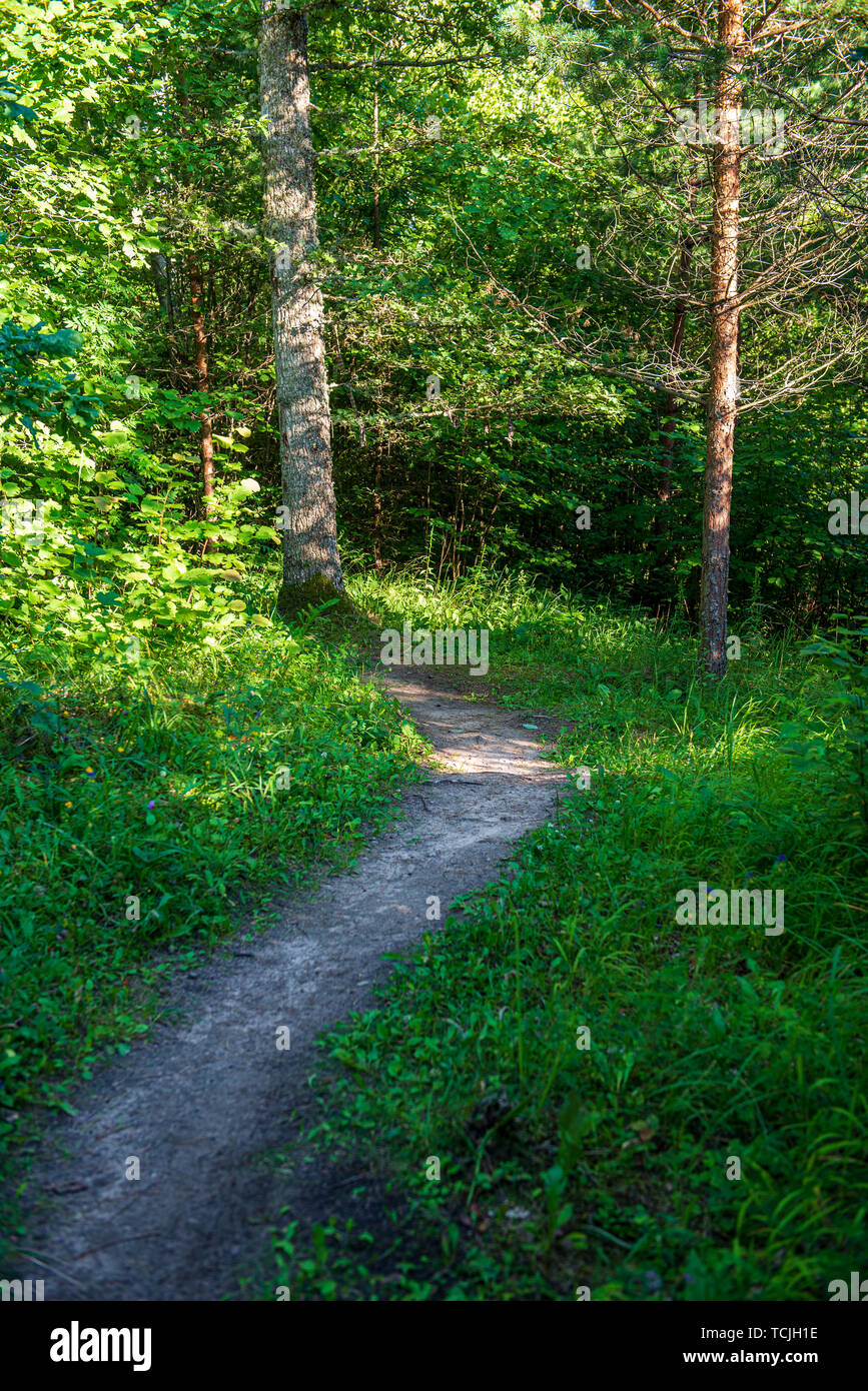 tree trunk texture wall in forest with rhythm pattern under blue sky ...