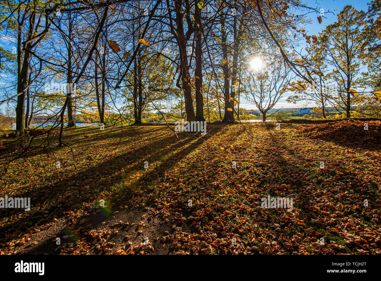 tree trunk texture wall in forest with rhythm pattern under blue sky ...