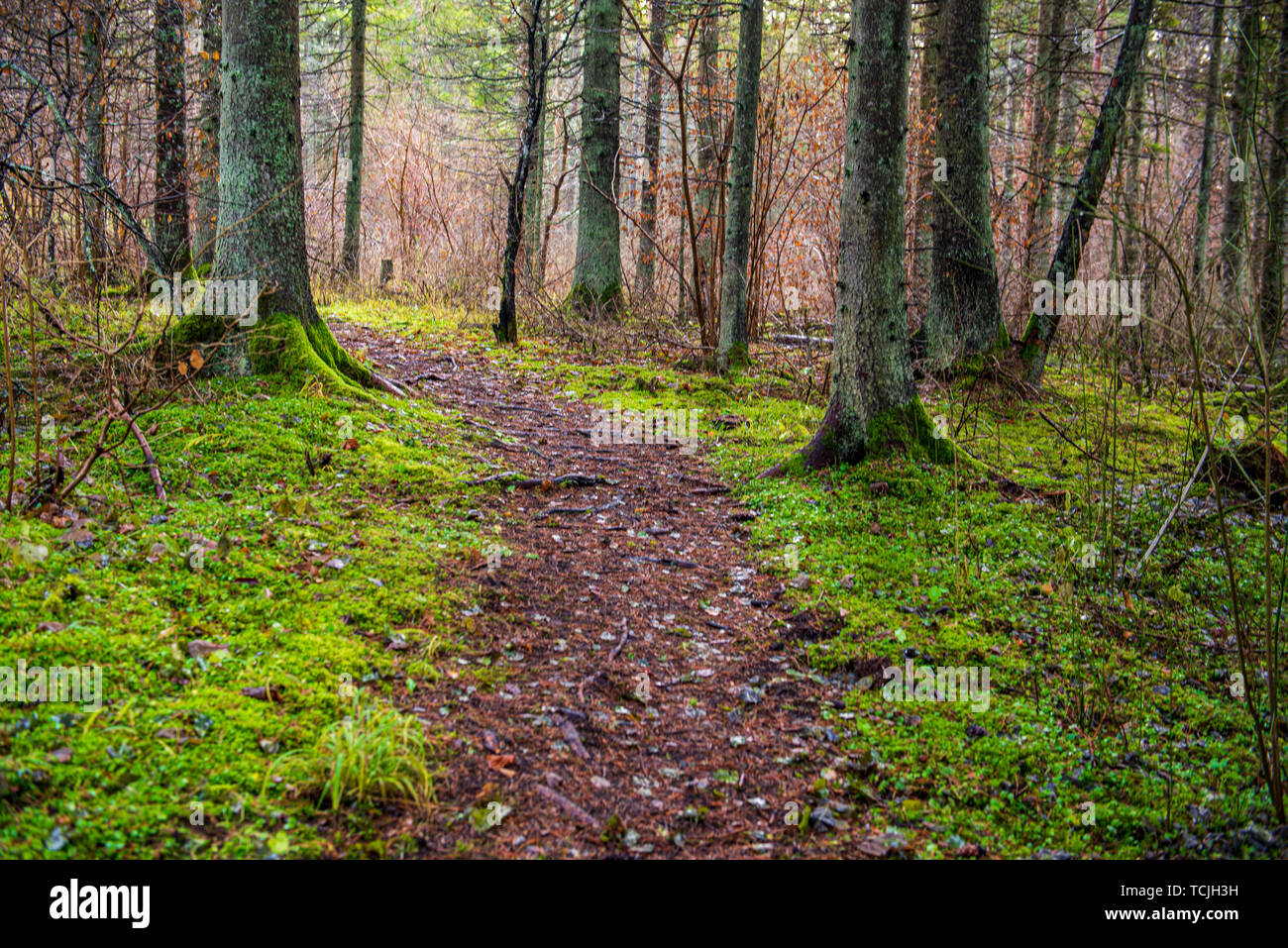tree trunk texture wall in forest with rhythm pattern under blue sky ...