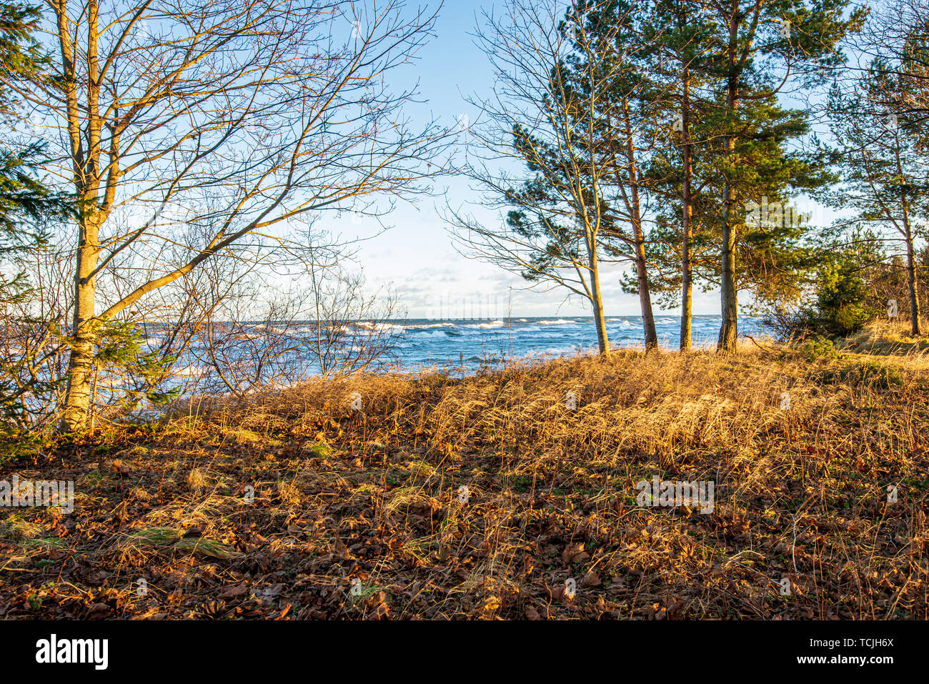 tree trunk texture wall in forest with rhythm pattern under blue sky ...