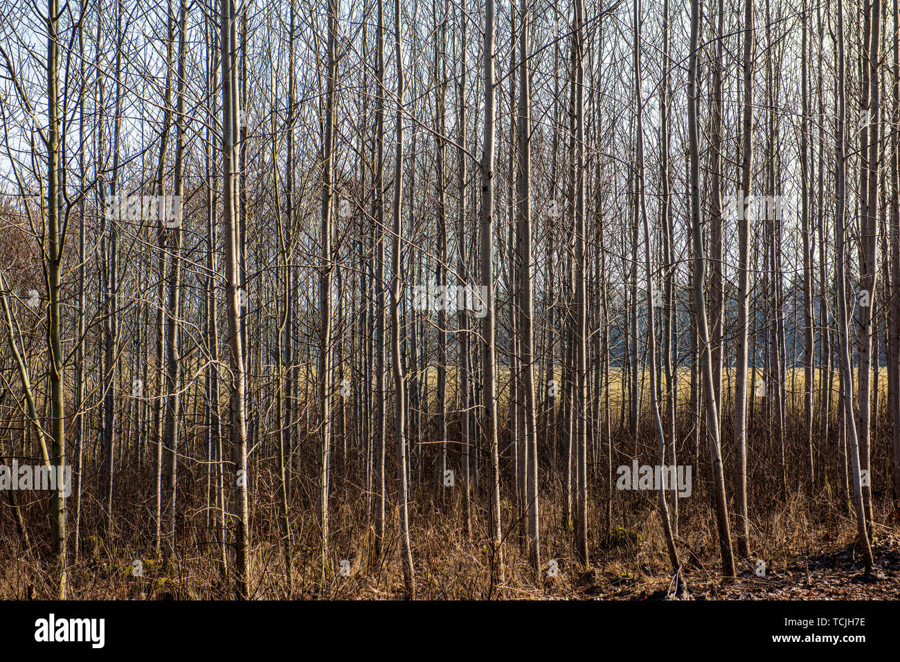 tree trunk texture wall in forest with rhythm pattern under blue sky ...