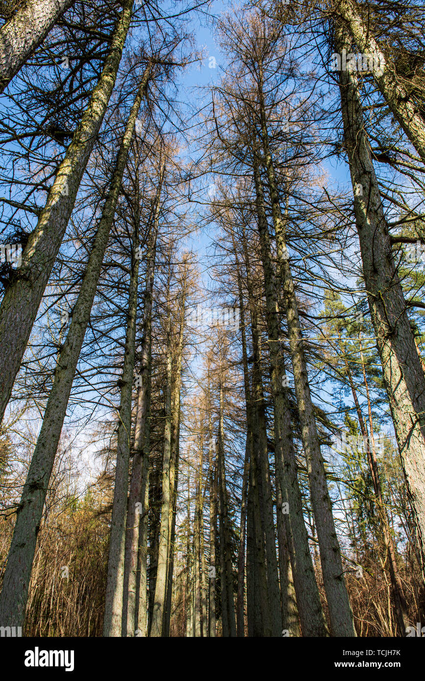 tree trunk texture wall in forest with rhythm pattern under blue sky ...