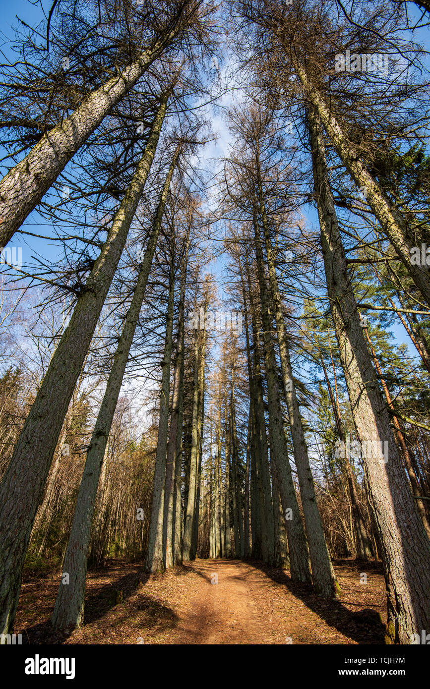 tree trunk texture wall in forest with rhythm pattern under blue sky ...