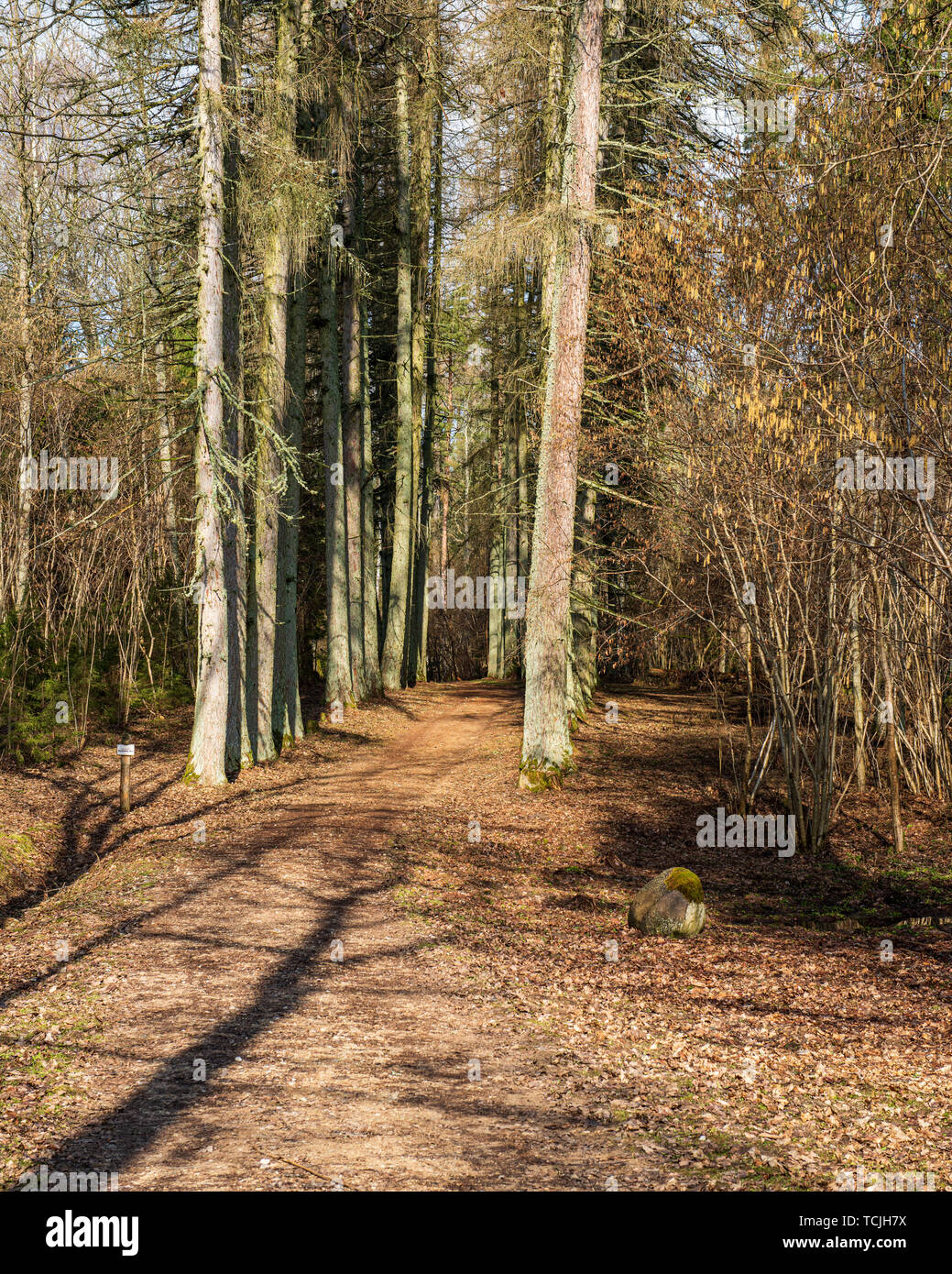 tree trunk texture wall in forest with rhythm pattern under blue sky ...
