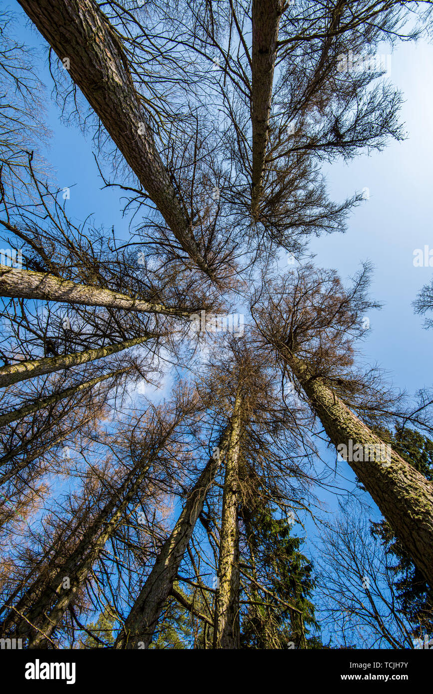 tree trunk texture wall in forest with rhythm pattern under blue sky ...