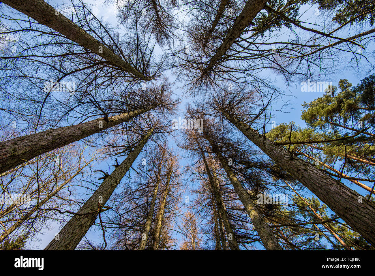 tree trunk texture wall in forest with rhythm pattern under blue sky ...