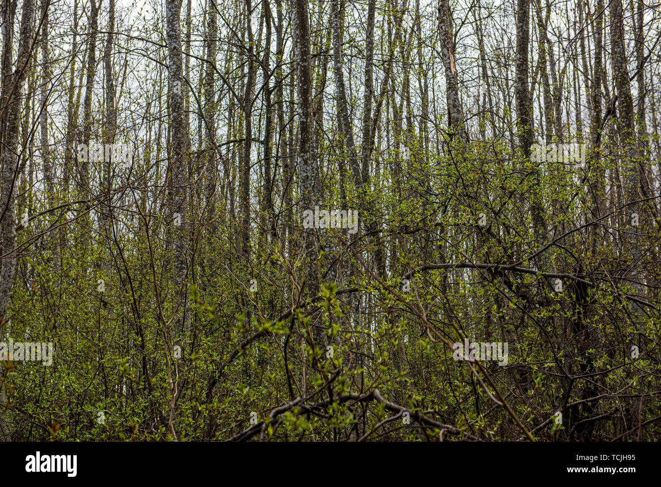 tree trunk texture wall in forest with rhythm pattern under blue sky ...