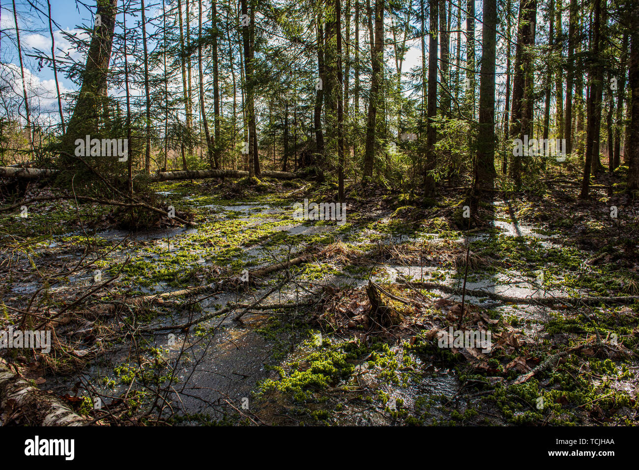 tree trunk texture wall in forest with rhythm pattern under blue sky ...