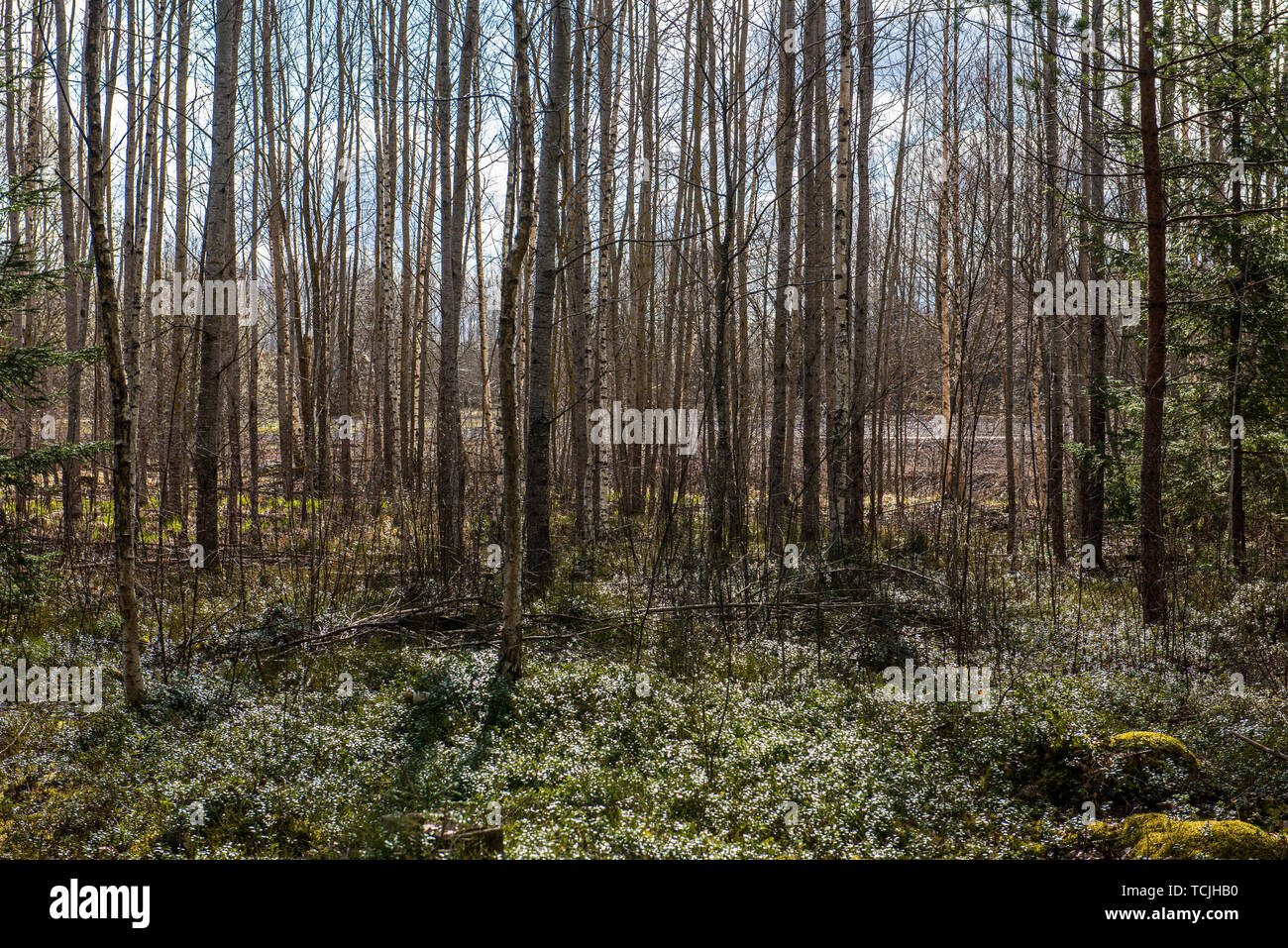 tree trunk texture wall in forest with rhythm pattern under blue sky ...