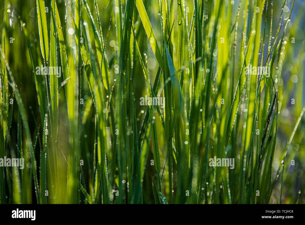 green grass pattern with blur background. summer texture in nature ...
