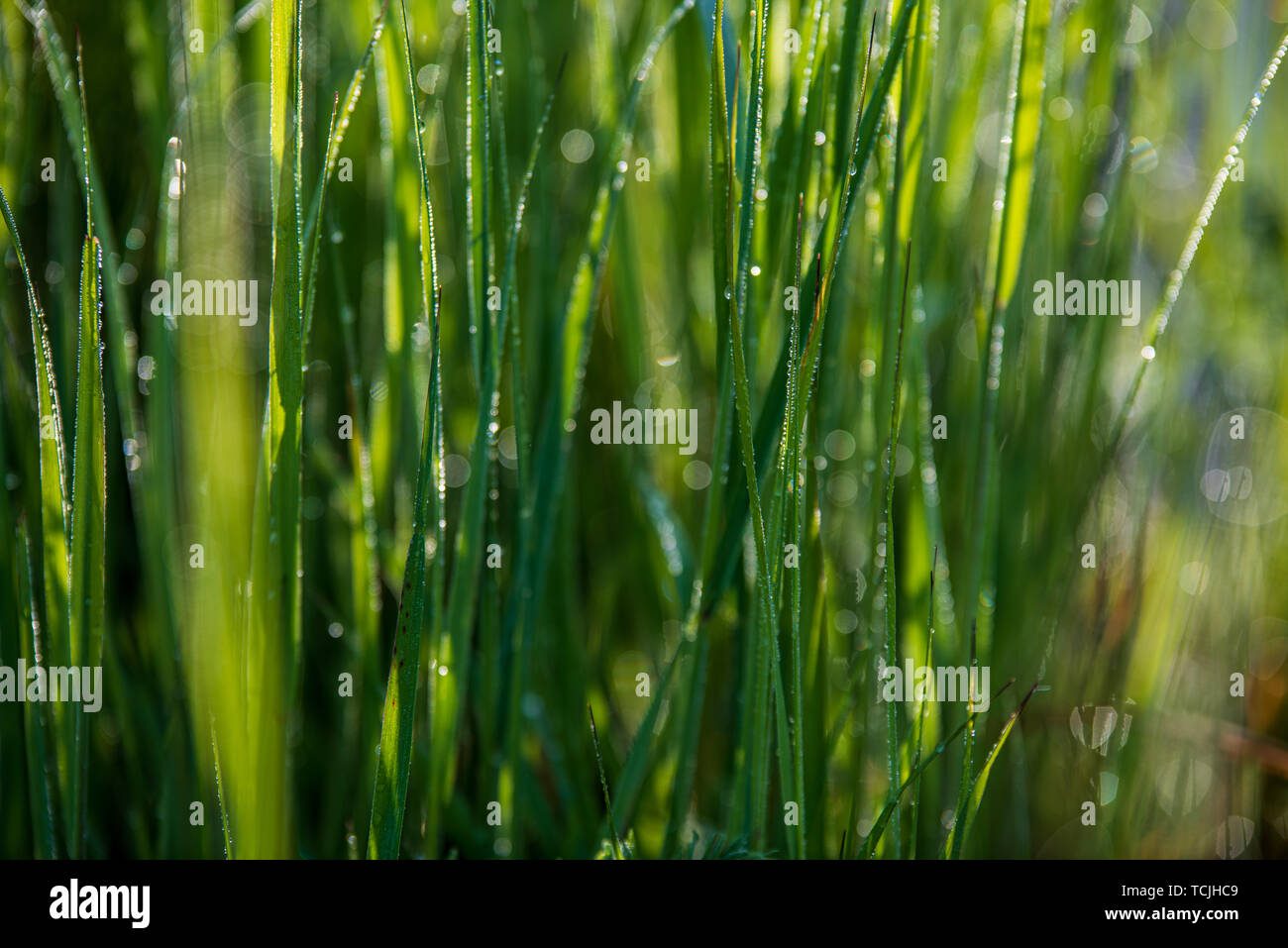 green grass pattern with blur background. summer texture in nature ...
