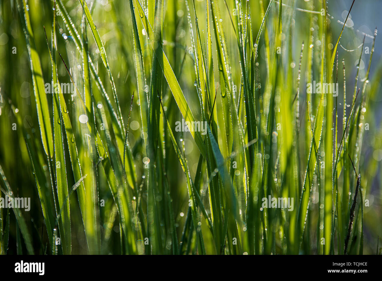 green grass pattern with blur background. summer texture in nature ...