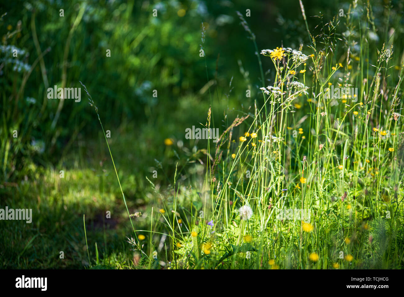 green grass pattern with blur background. summer texture in nature ...