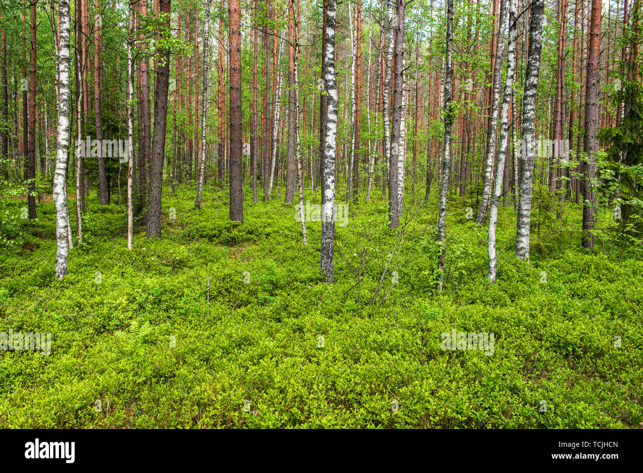 tree trunk texture wall in forest with rhythm pattern under blue sky ...