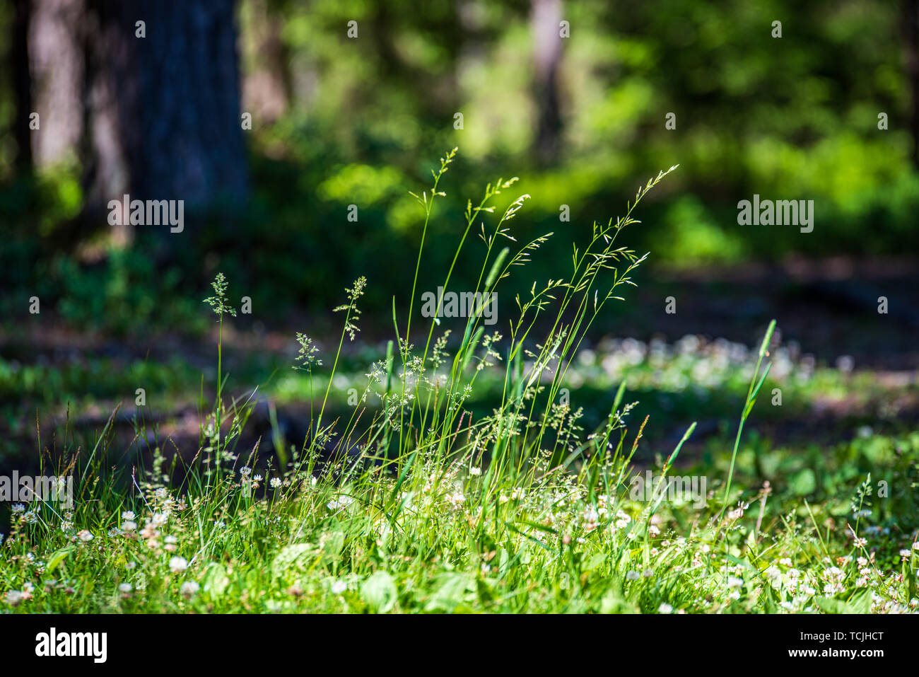 green grass pattern with blur background. summer texture in nature ...