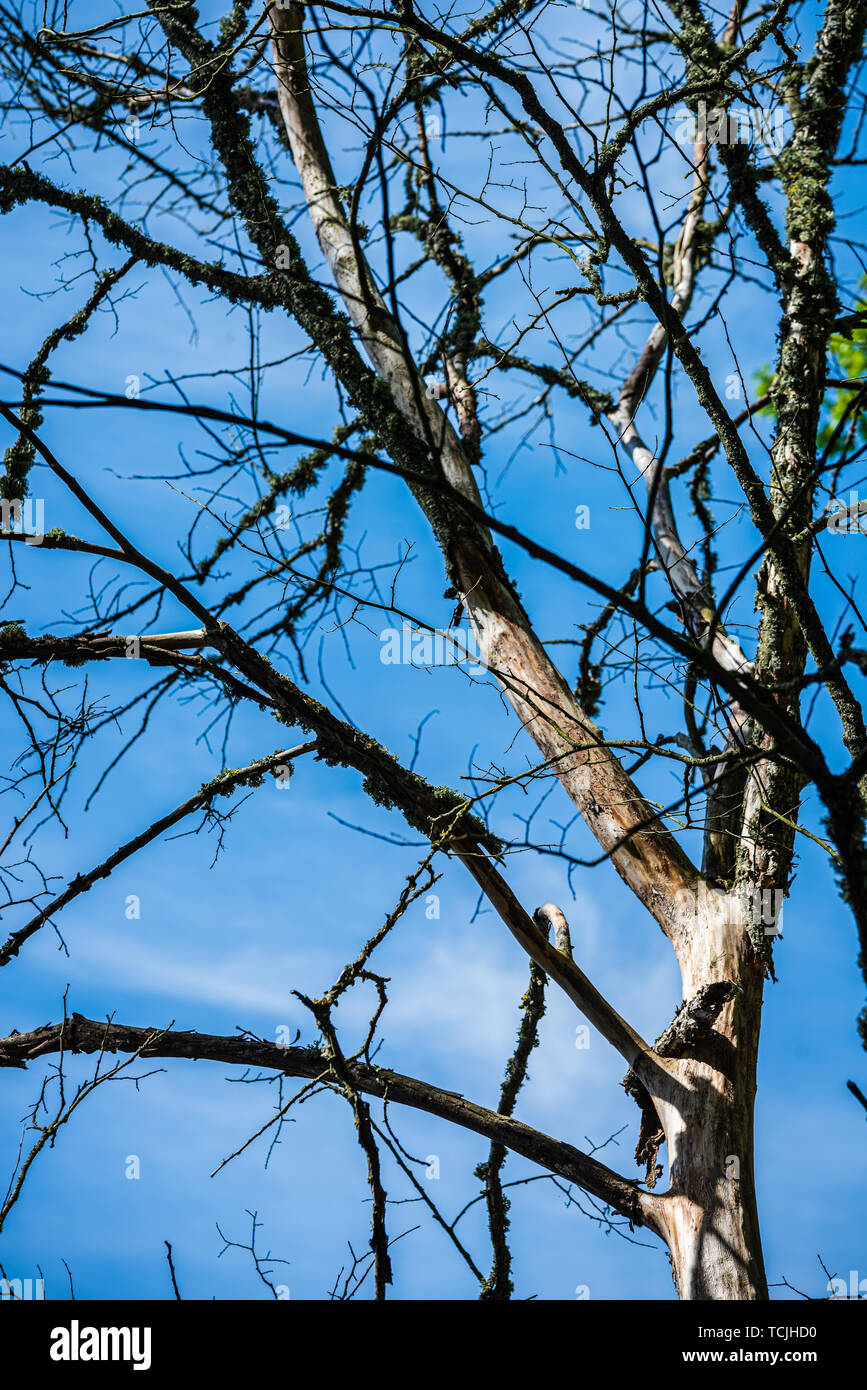 tree trunk texture wall in forest with rhythm pattern under blue sky ...