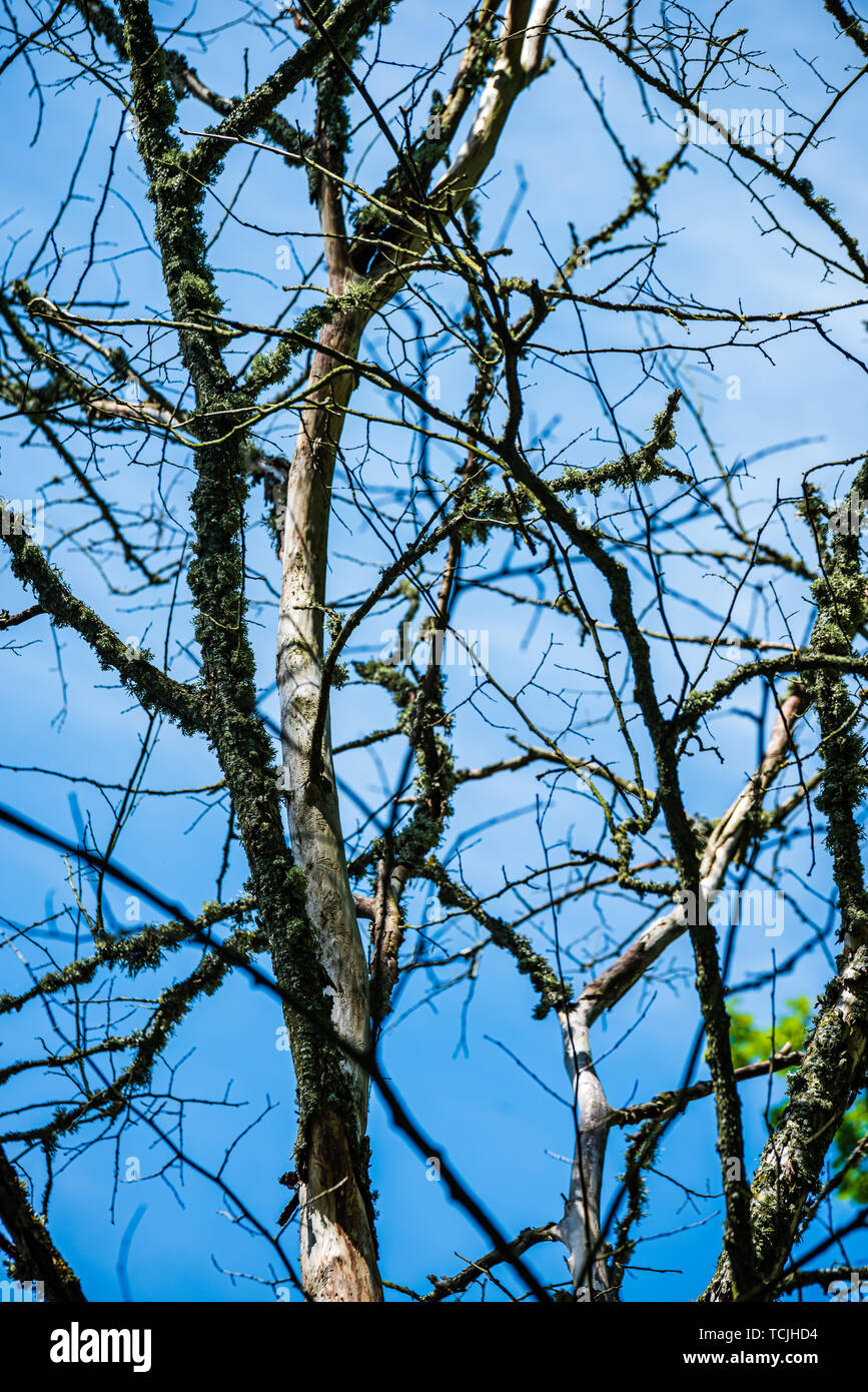 tree trunk texture wall in forest with rhythm pattern under blue sky ...