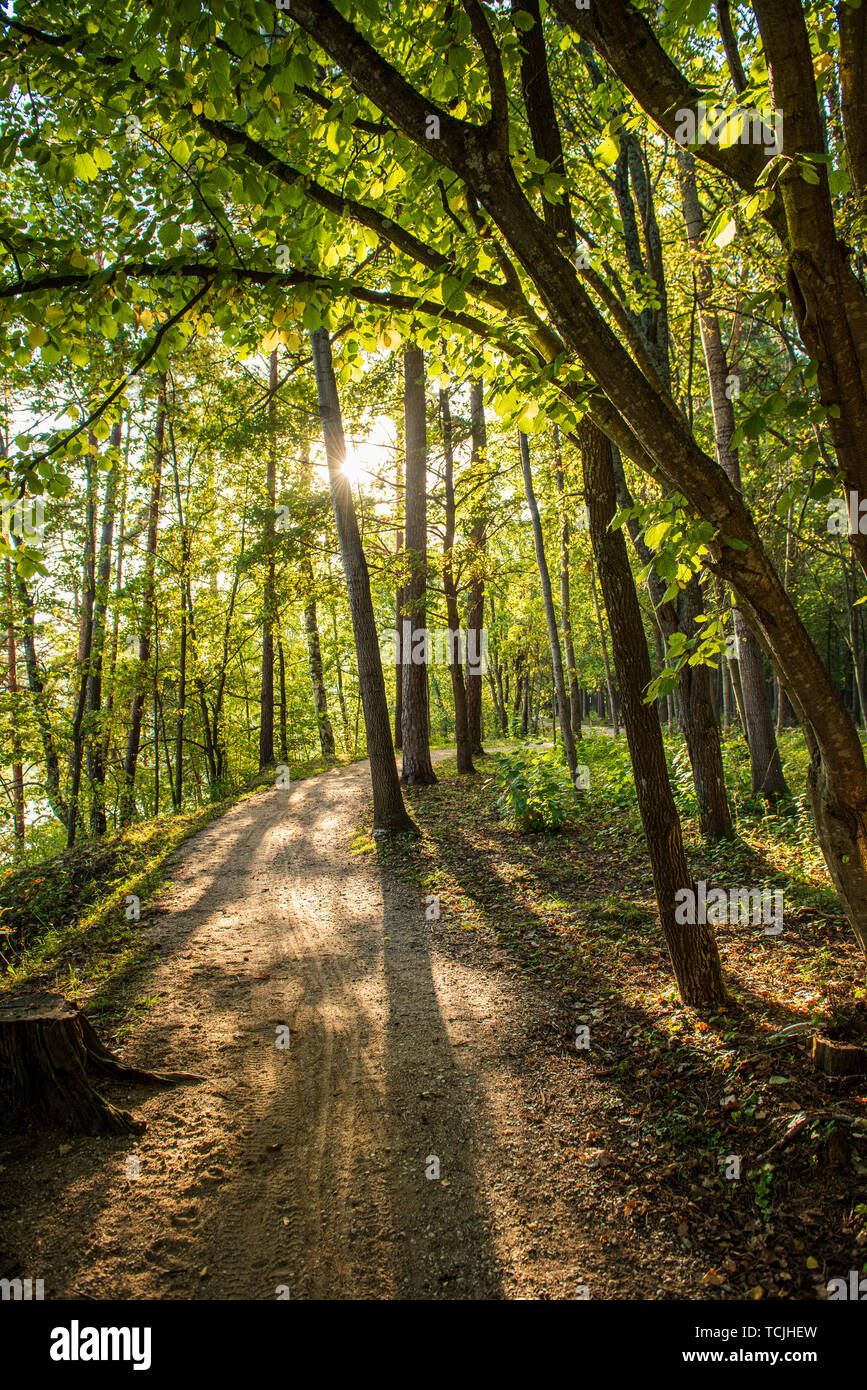 tree trunk texture wall in forest with rhythm pattern under blue sky ...