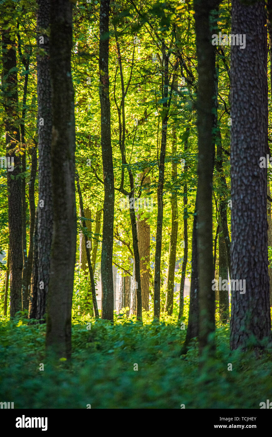 tree trunk texture wall in forest with rhythm pattern under blue sky ...