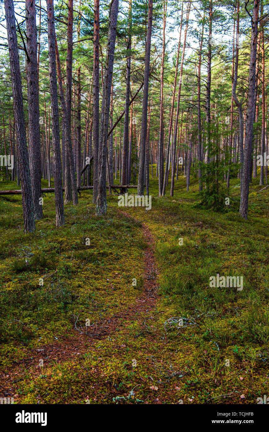 tree trunk texture wall in forest with rhythm pattern under blue sky ...