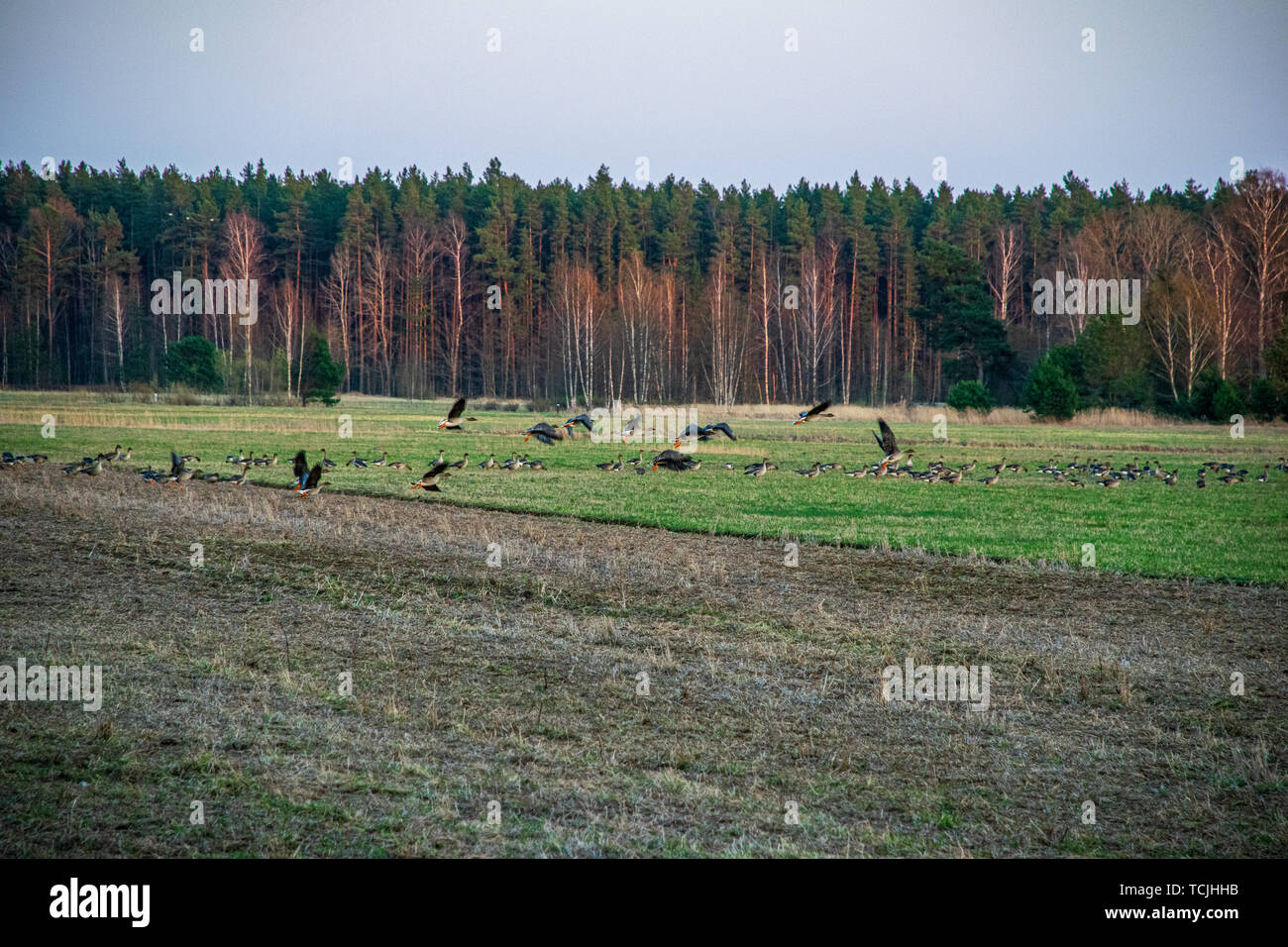 flock of birds feeding on the ground in spring time in countryside ...