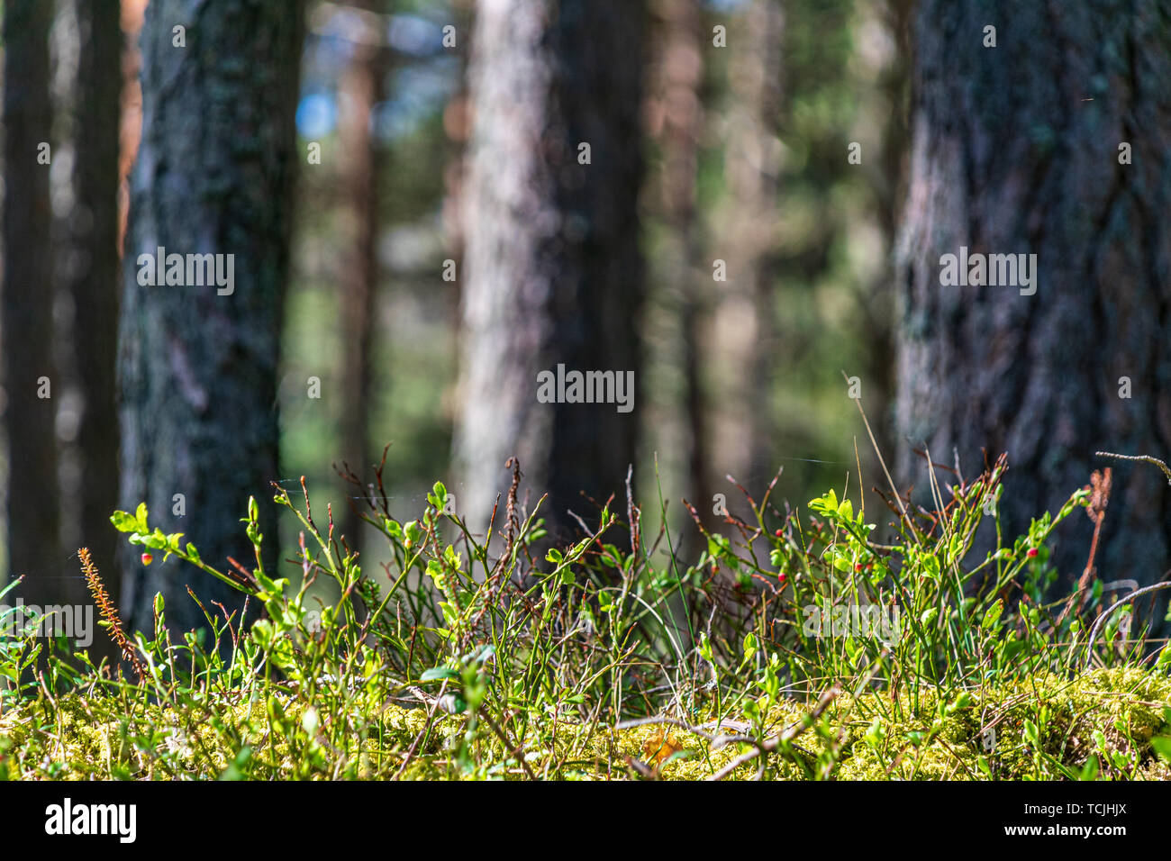 tree trunk texture wall in forest with rhythm pattern under blue sky ...