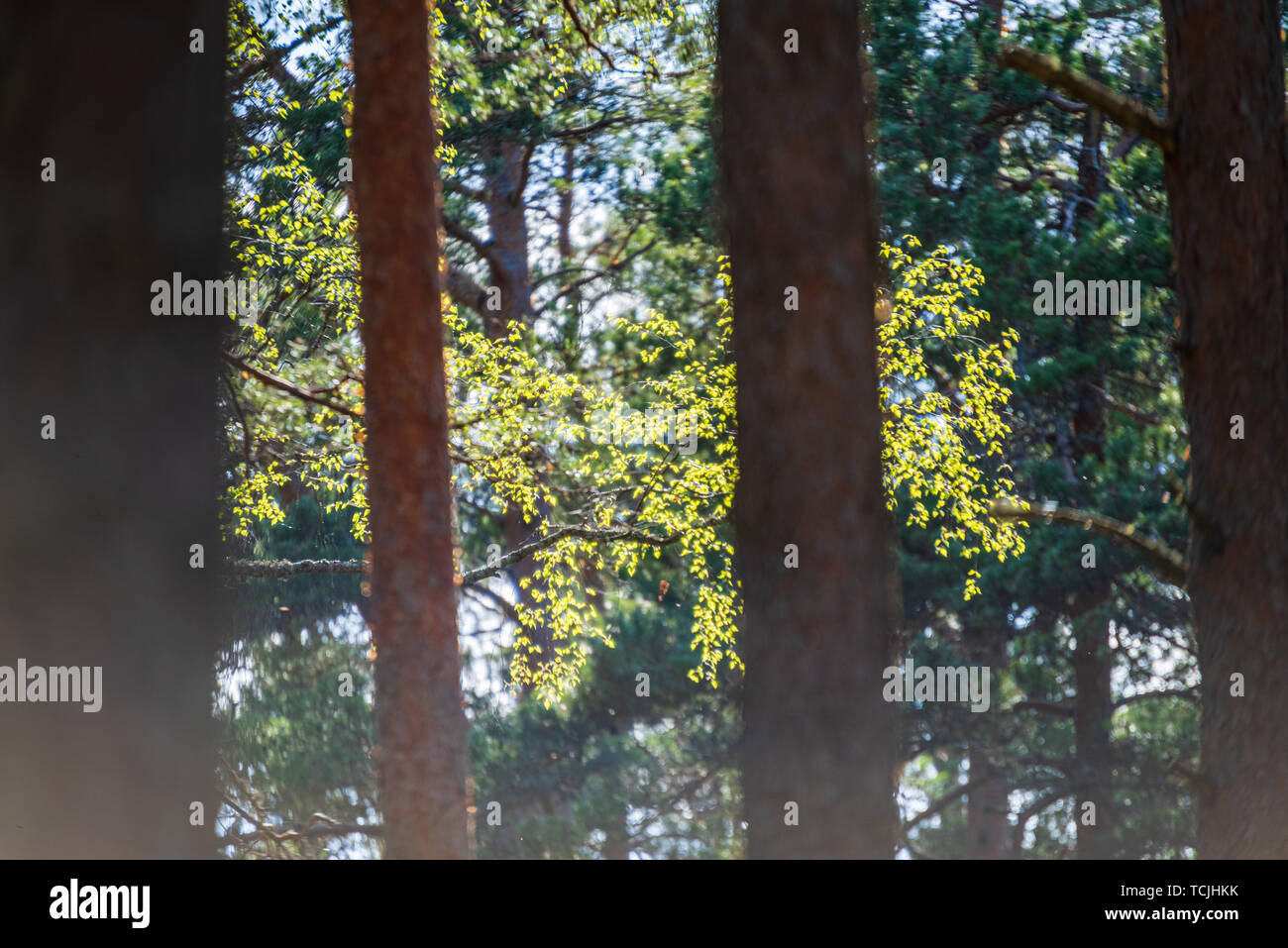 tree trunk texture wall in forest with rhythm pattern under blue sky ...