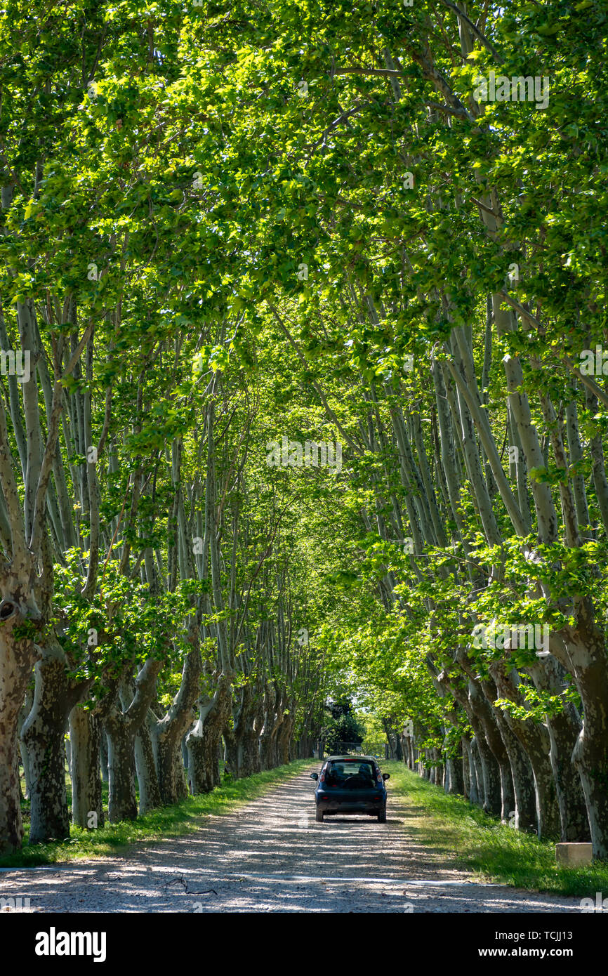 Scenic Provencal large old plane trees alley in summer and black car ...