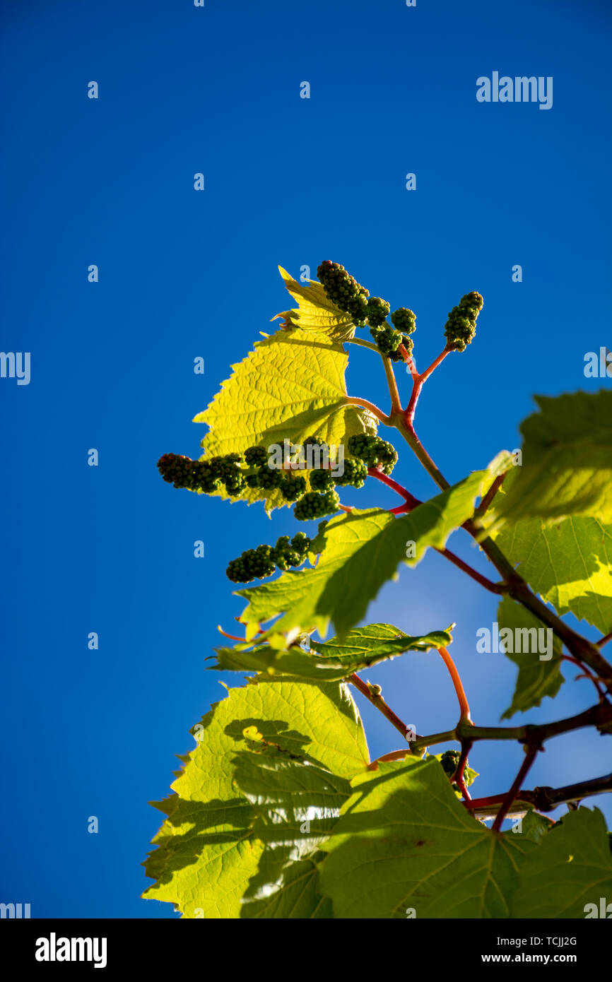 One young grape vine with small green grapes on blue sky background ...