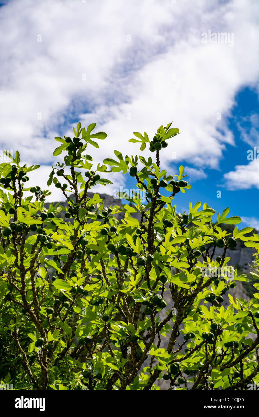 Fig tree with young green fruits in sunlights, nature background Stock ...